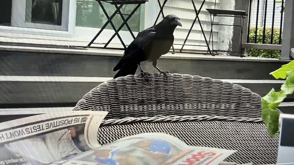 The Curious Visitor: The Enigmatic Encounter of a Crow – Sanman Thapa